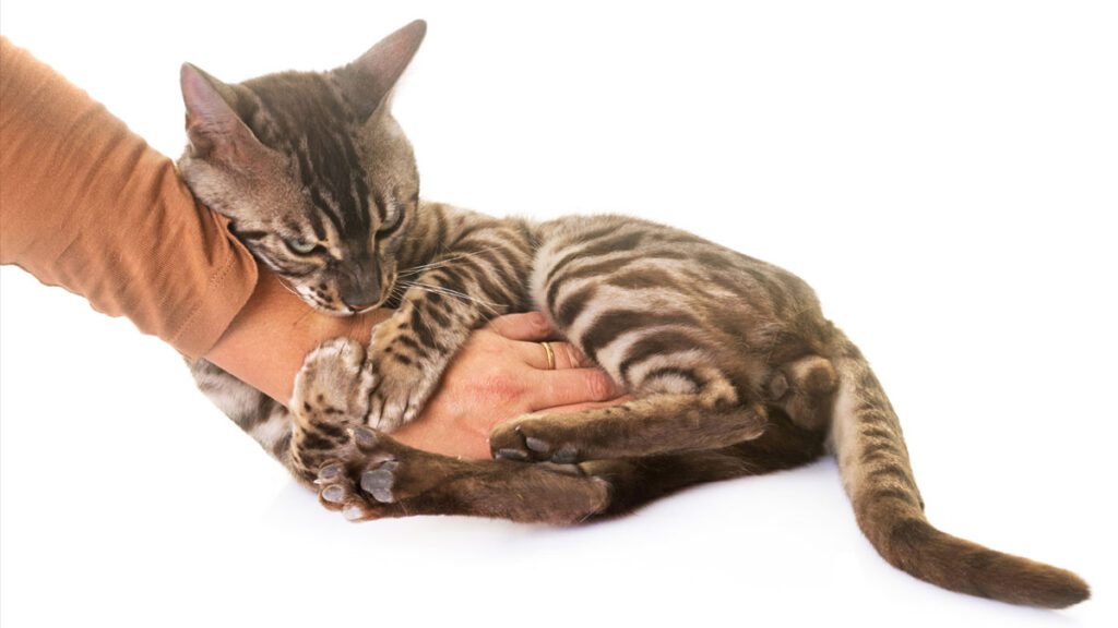 10 Razas de gatos atigrados o rayados