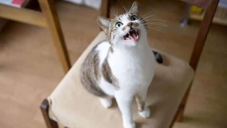 10 Razas de gatos atigrados o rayados – Michi Gato