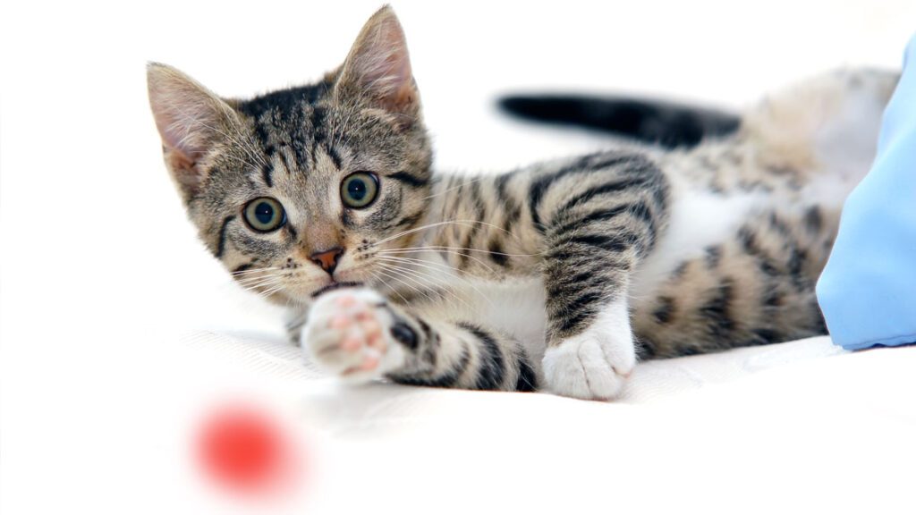 10 Razas de gatos atigrados o rayados