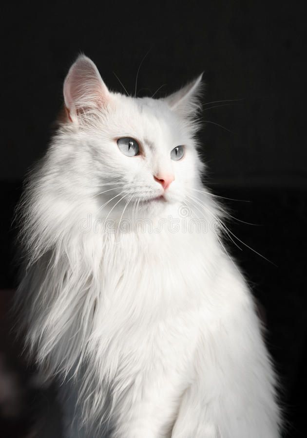 El gato Angora: el más antiguo y popular