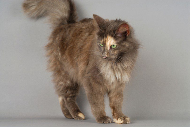 El gato Angora: el más antiguo y popular