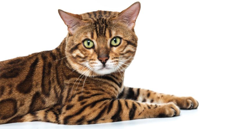 El Abrigo de gato de Bengala o bengali: colores y patrones