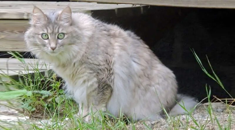 15 colores del gato angora turco (con imágenes)