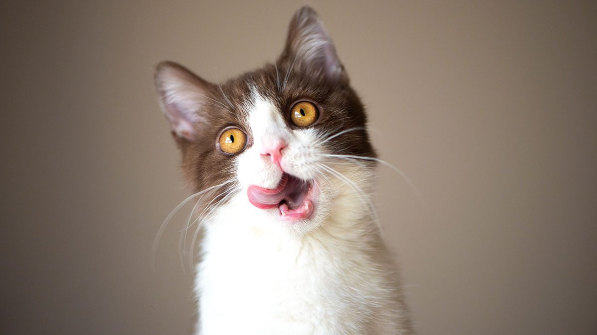 Top 10 gatas y gatos Influencers en Instagram