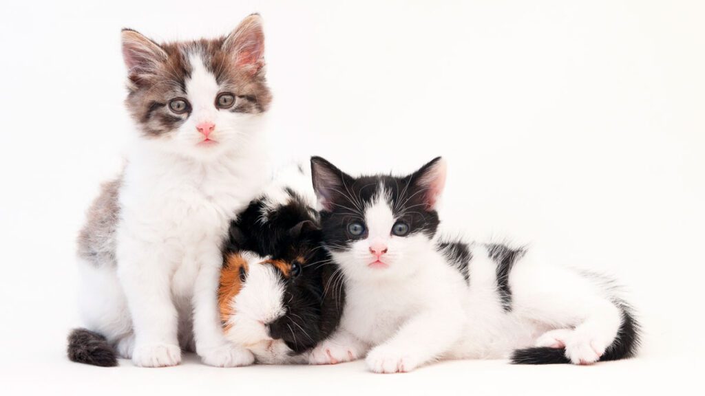 ¿Cómo saber si mi gato es hembra o macho?