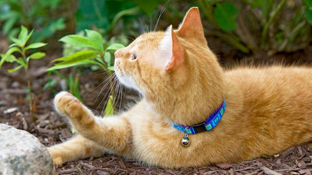 7 mejores collares para gatos de 2024 hembras y machos