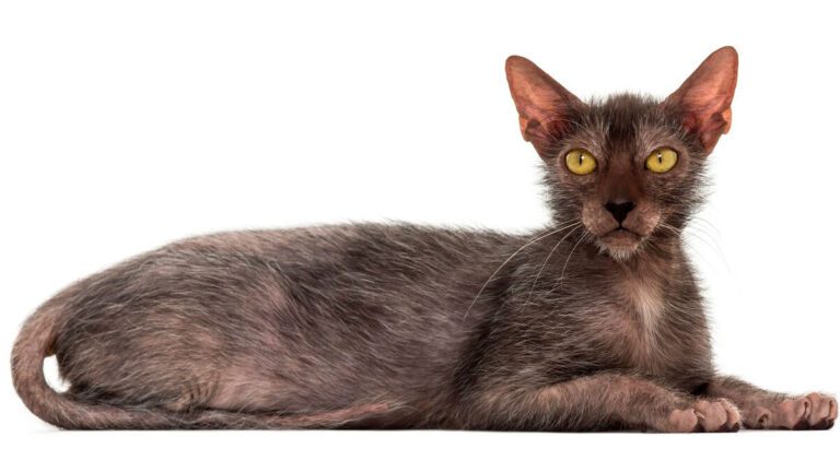 Fotos del gato más feo del mundo: flacos y gostos