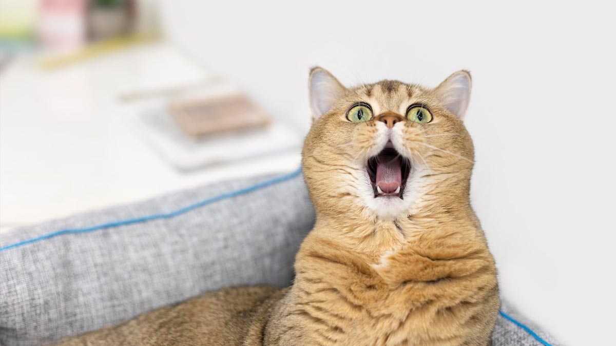 22 datos curiosos sobre los gatos que todo amante de los felinos ...