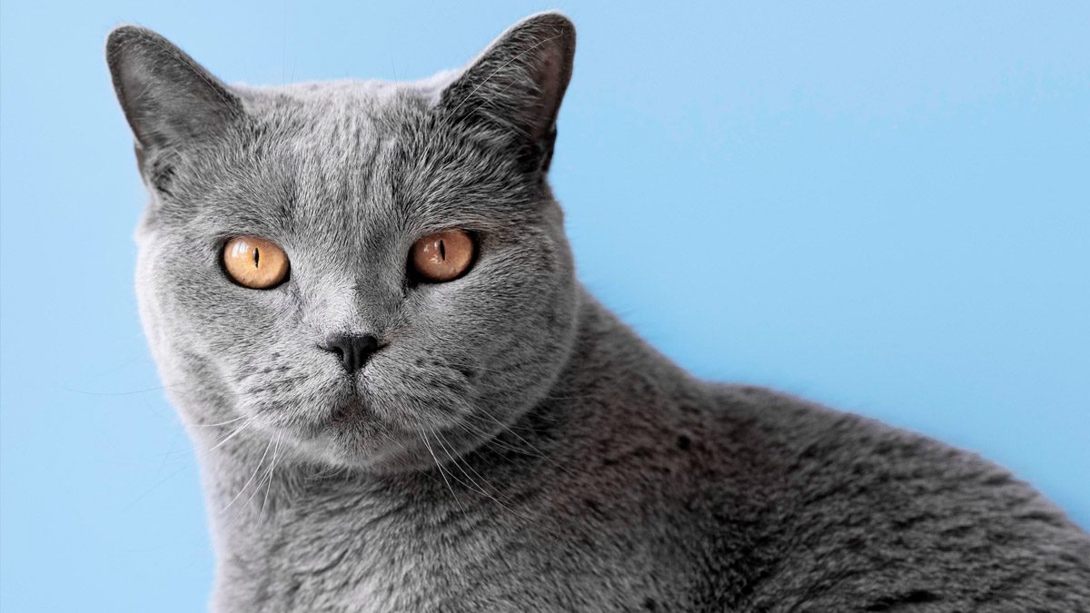 Gato azul russo: perfil, características y cuidados de la raza de gato